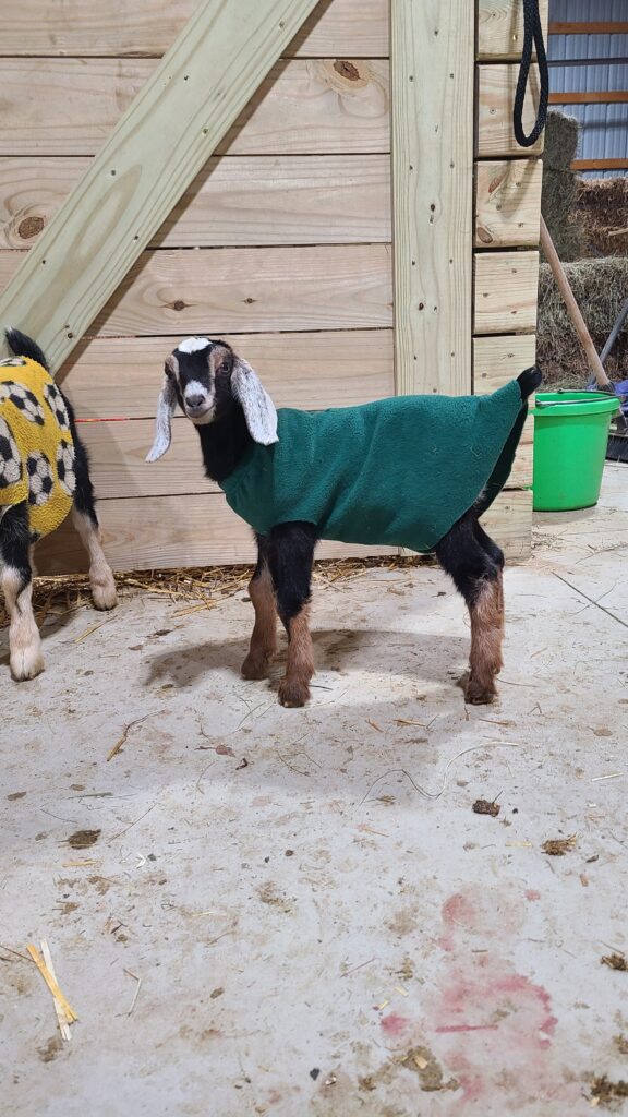 How to Make a No-sew Baby Goat Coat – Wild Reid Ranch