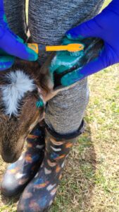 How to Tattoo Goats for Registration – Wild Reid Ranch