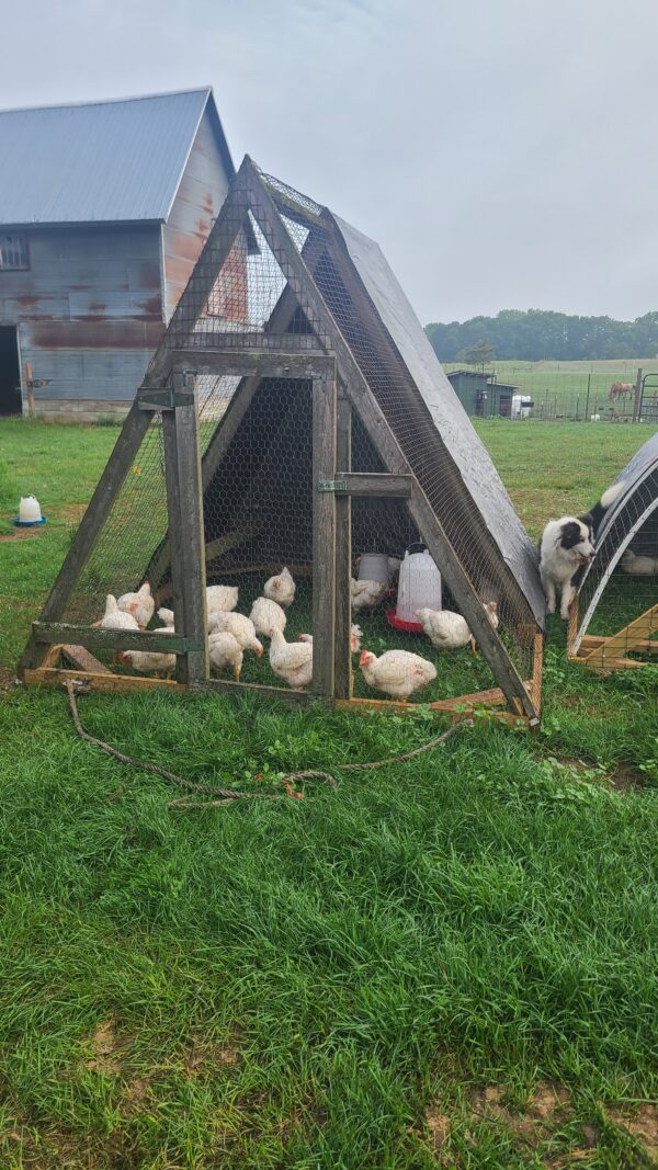 7 Reasons to Use Chicken Tractors for Raising Meat Birds – Wild Reid Ranch